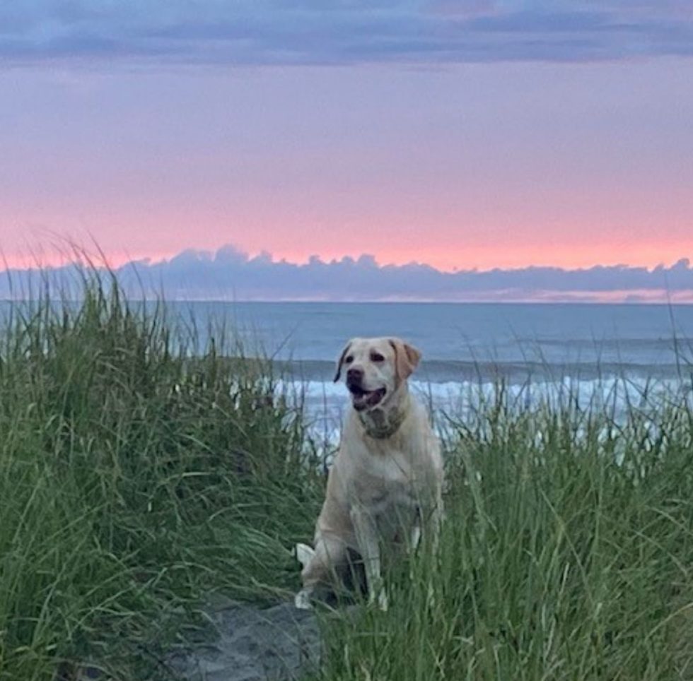 Pet TPLO Surgery In Lynden, WA 98577 | Northwest Vet